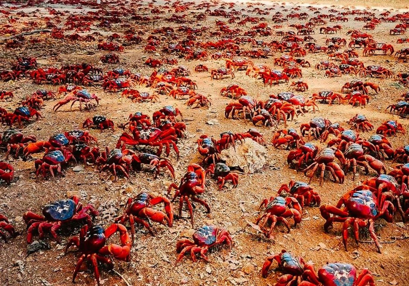 Christmas Island: Explore This Australian Paradise Of Unmatched Nature