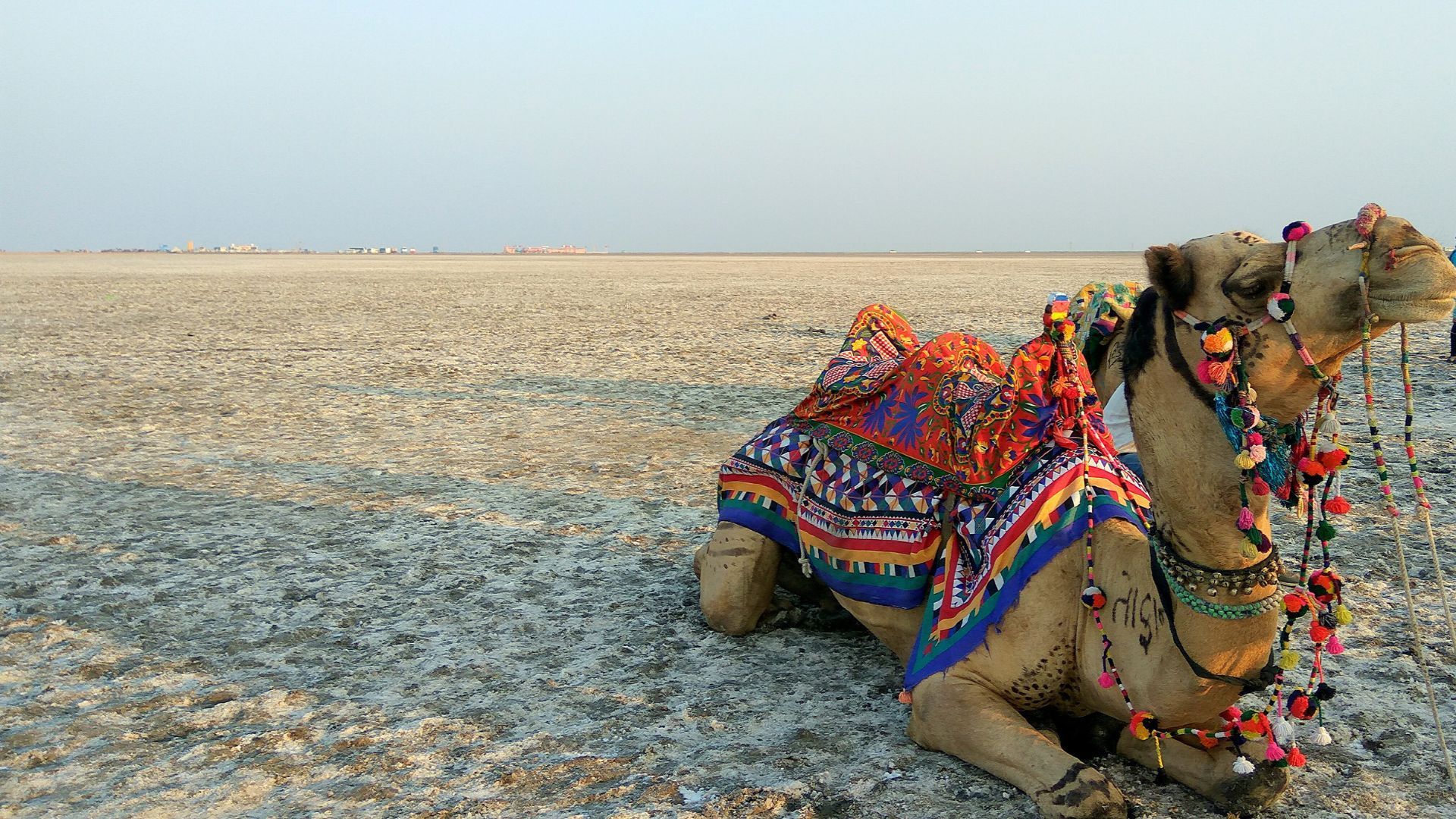 Places To Visit In Kutch: Vast Salt Pans, Beaches, Wildlife, And More