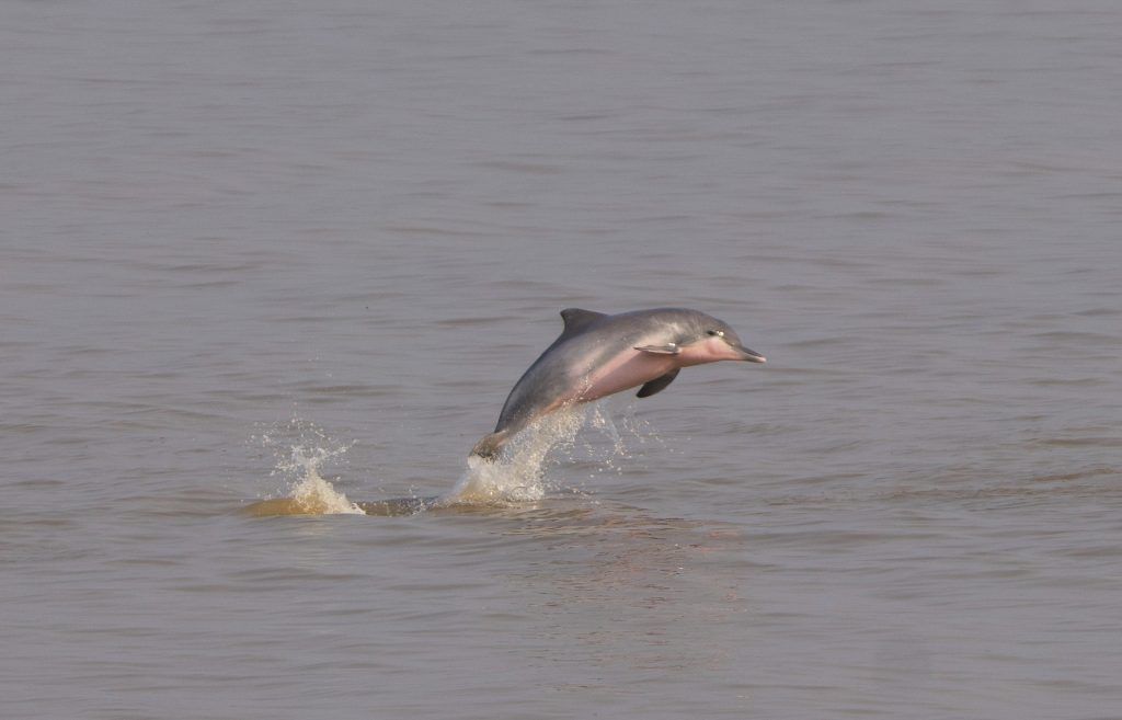 Tracking Pink Dolphins in the Amazon's Flood Plains