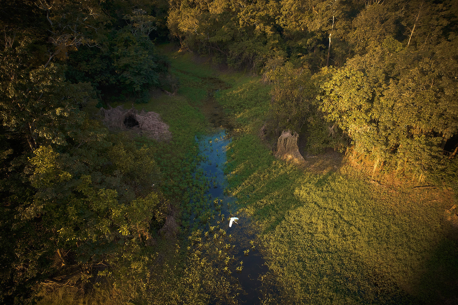 Tracking Pink Dolphins in the Amazon's Flood Plains