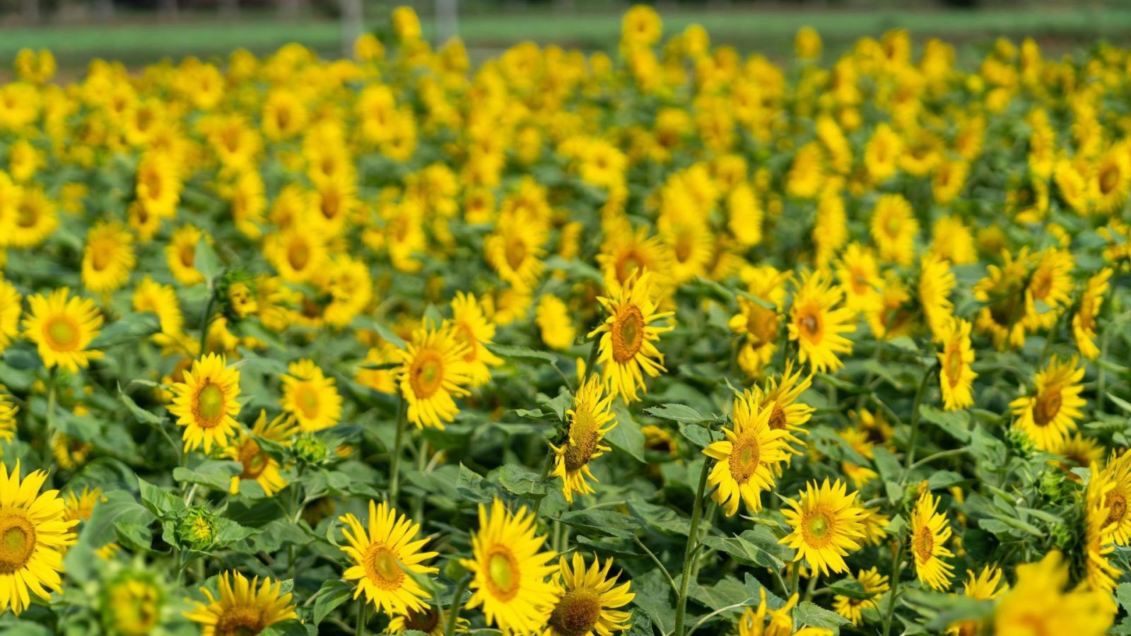 Gundlupet Tourist Places: Exploring The Picturesque 'Flower Pot Of India'