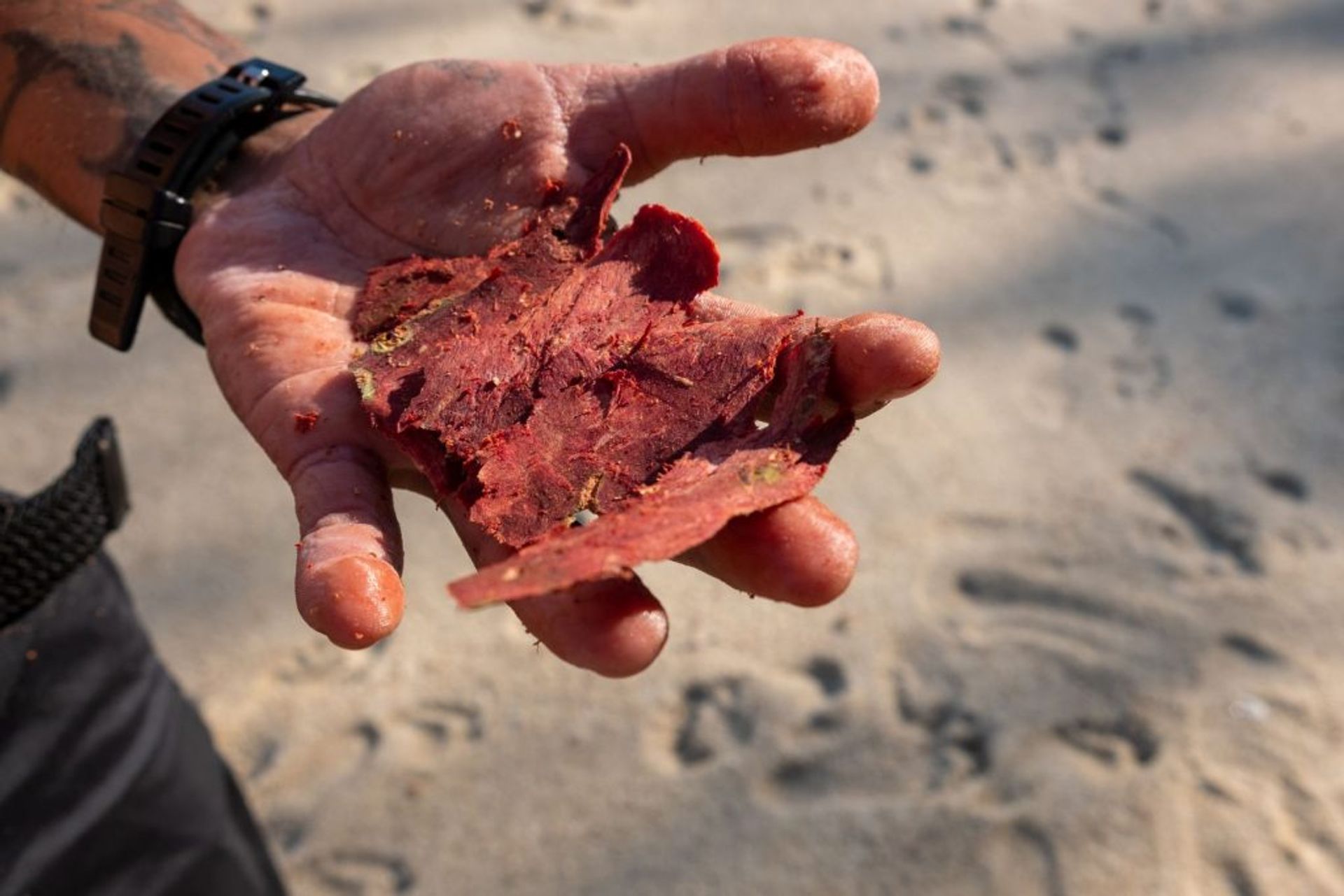 Discover Dinosaurs and Dreamtime Stories on Australia's Northwest Coast