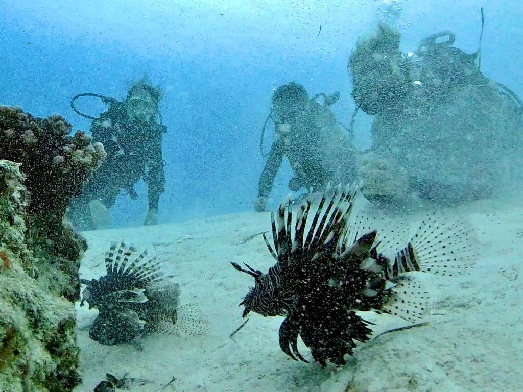 Live Out Your Marine Biologist Dreams at This Zanzibar Resort