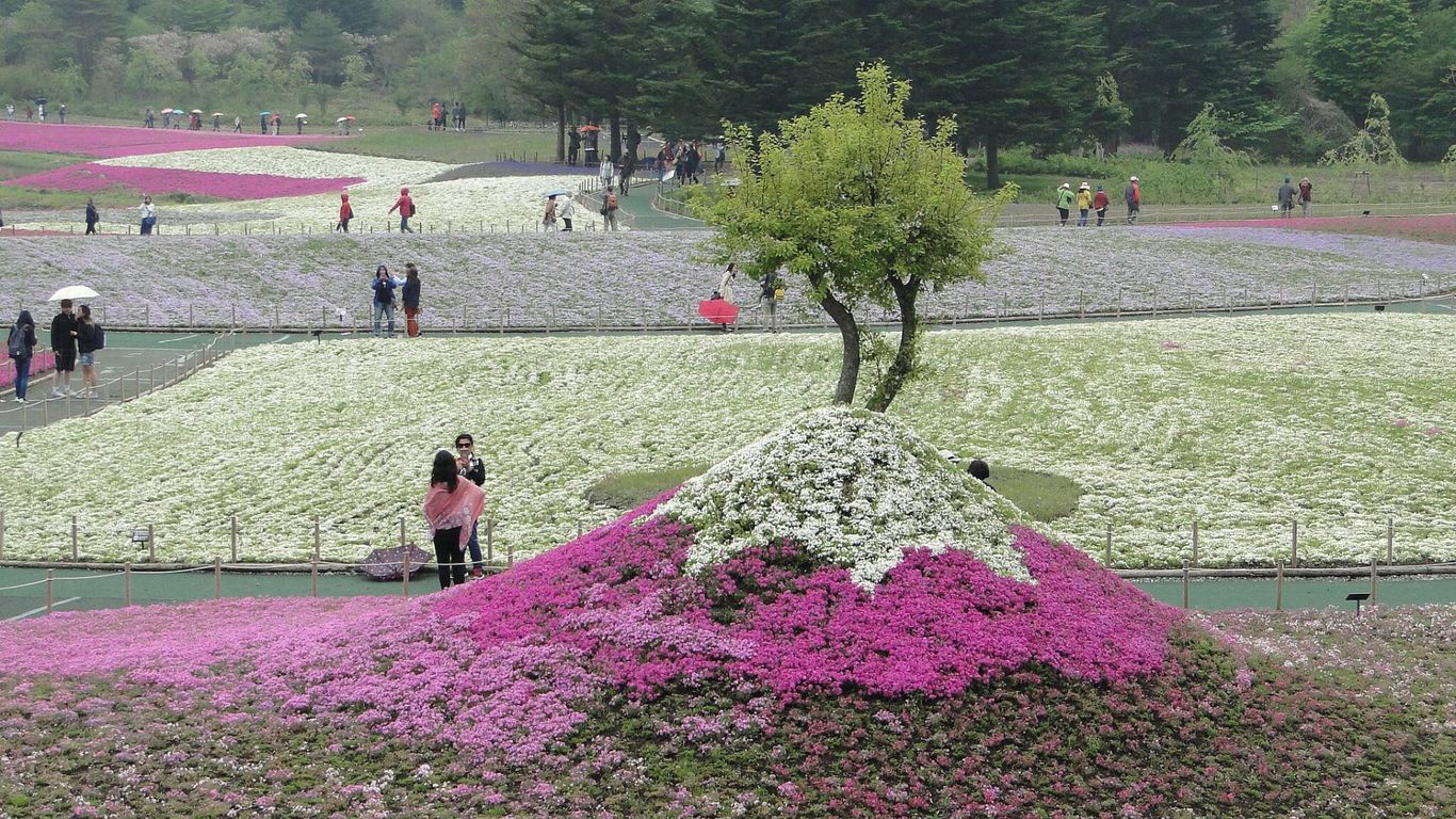 Fuji Shibazakura Festival 2025: A Sea Of Pink Blossoms Near Mount Fuji