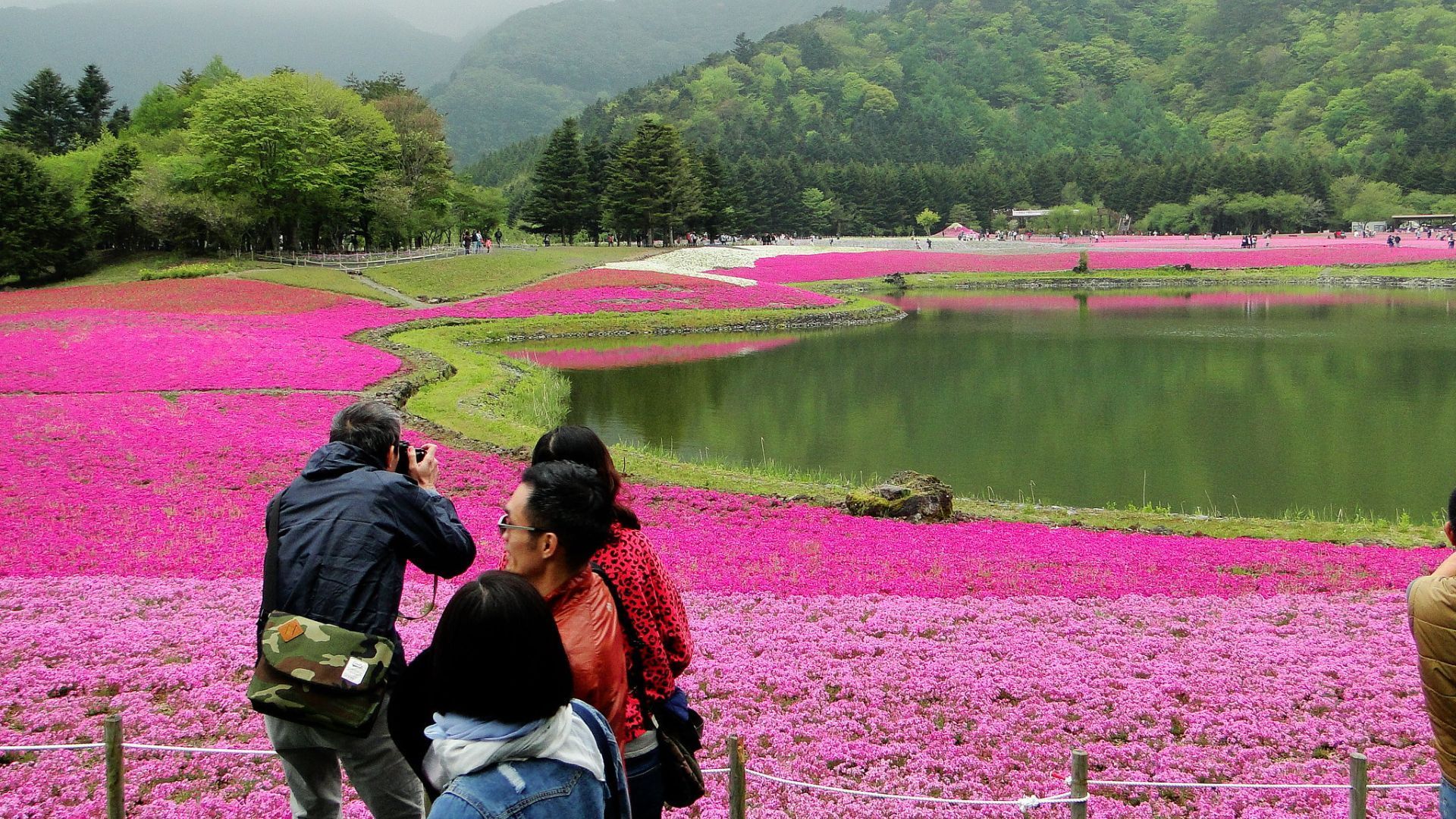 Fuji Shibazakura Festival 2025: A Sea Of Pink Blossoms Near Mount Fuji
