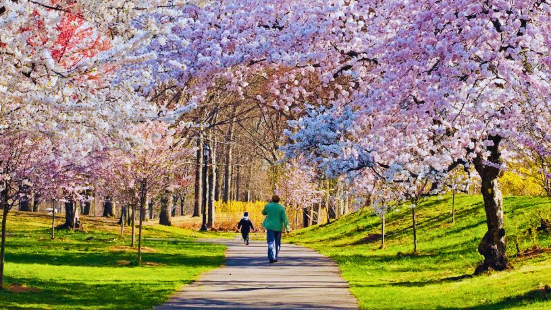 Branch Brook Park Has The Best Cherry Blossom In The US