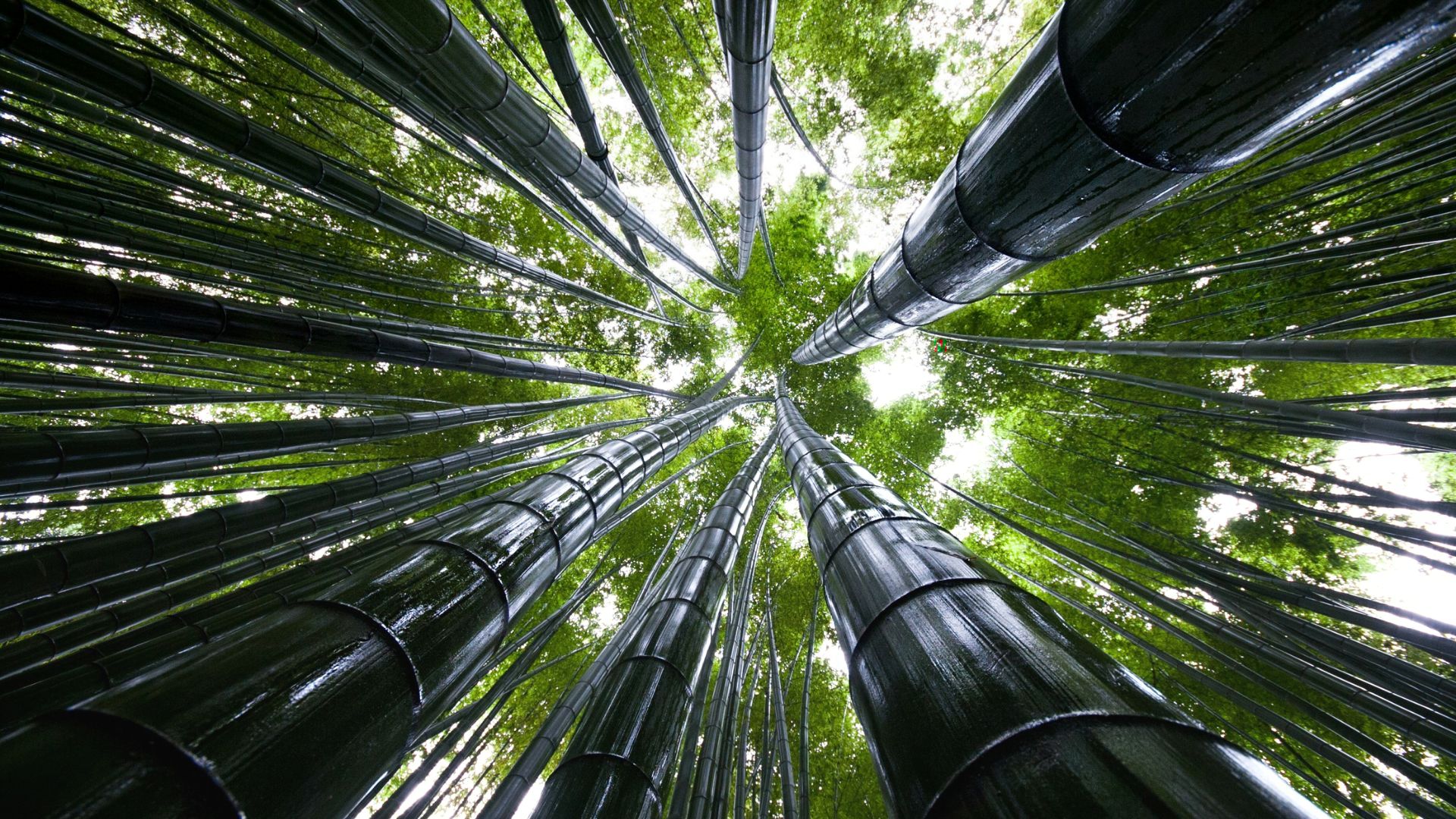 Day Trips From Tokyo: The Best Retreats To Unwind And Explore Around