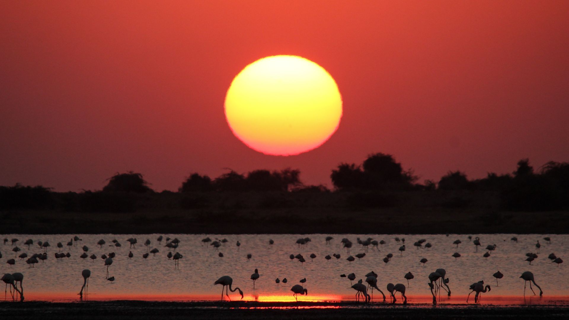 Rann Of Kutch, Where White Deserts Beckon For A Great Wild Adventure