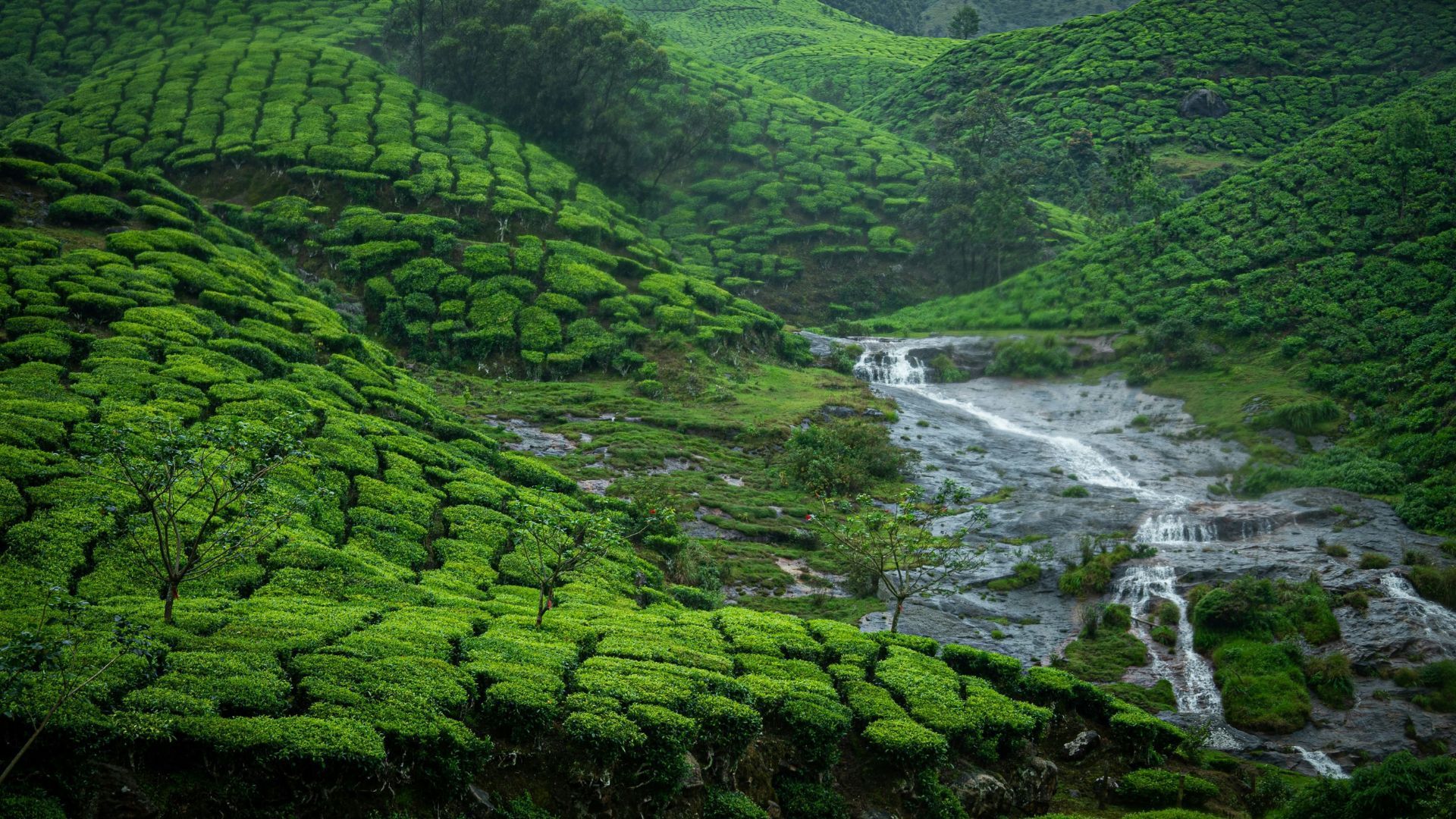 Best Time To Visit Munnar For A Quiet Escape Amidst Stunning Views