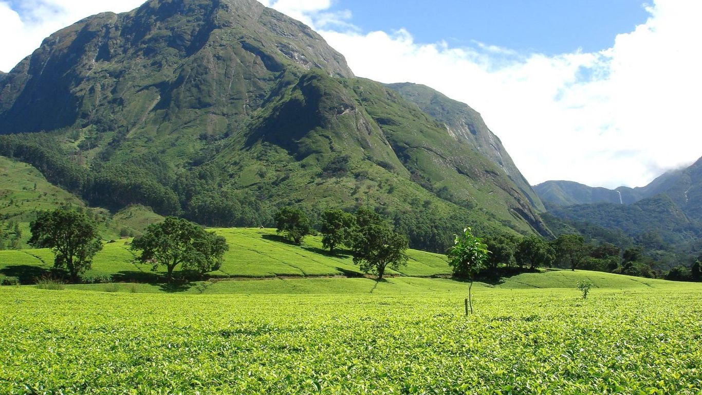 Tea In India: Where to Sip, Stay, & Explore The Country’s Rich Tea Culture