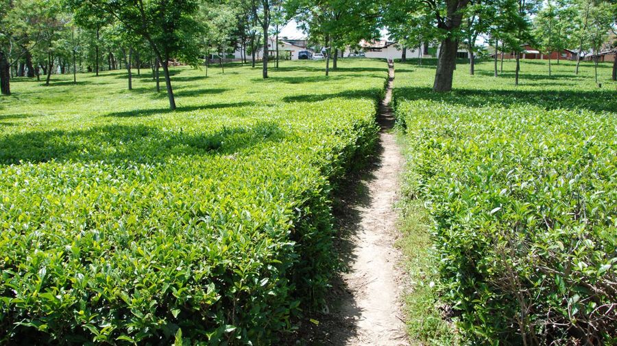 Tea In India: Where to Sip, Stay, & Explore The Country’s Rich Tea Culture