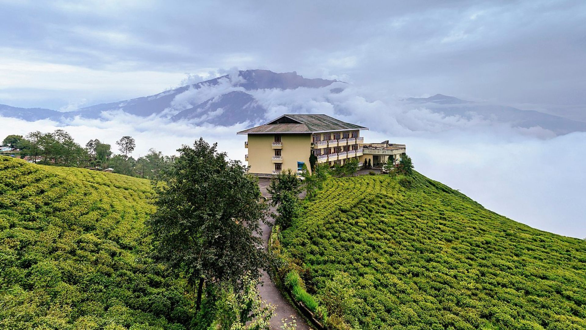 Tea In India: Where to Sip, Stay, & Explore The Country’s Rich Tea Culture