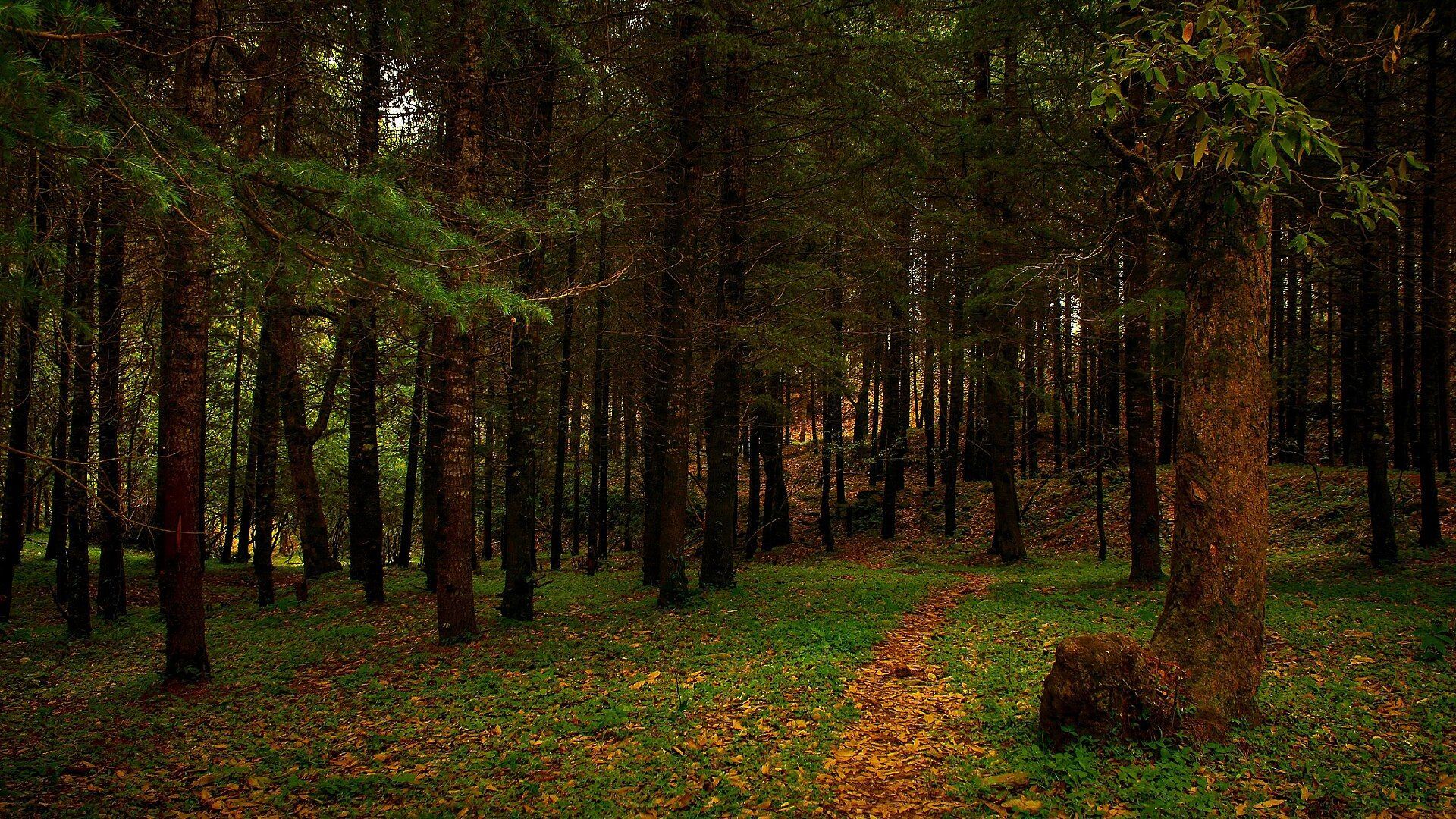 Why Binsar Is Your Perfect Mountain Escape In Uttarakhand