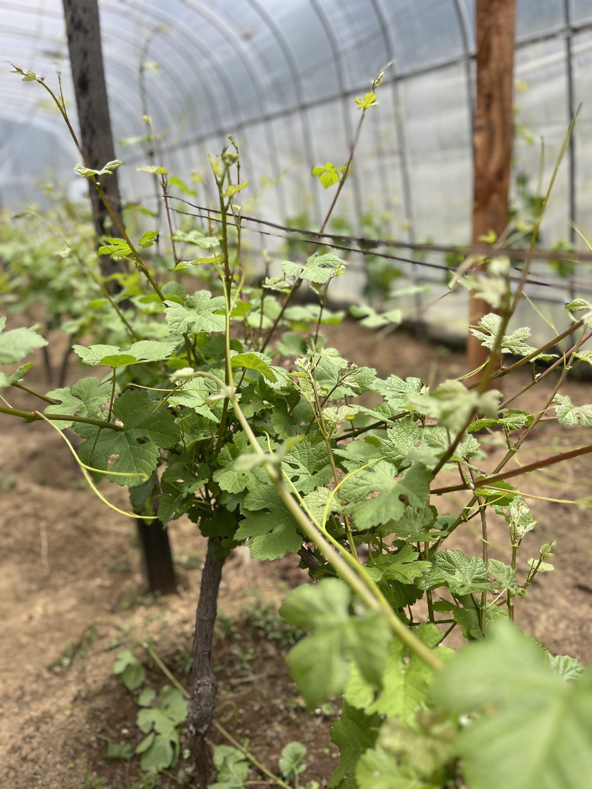 Sky-High Sips—A Peek at Bhutan's Emerging Wine Scene