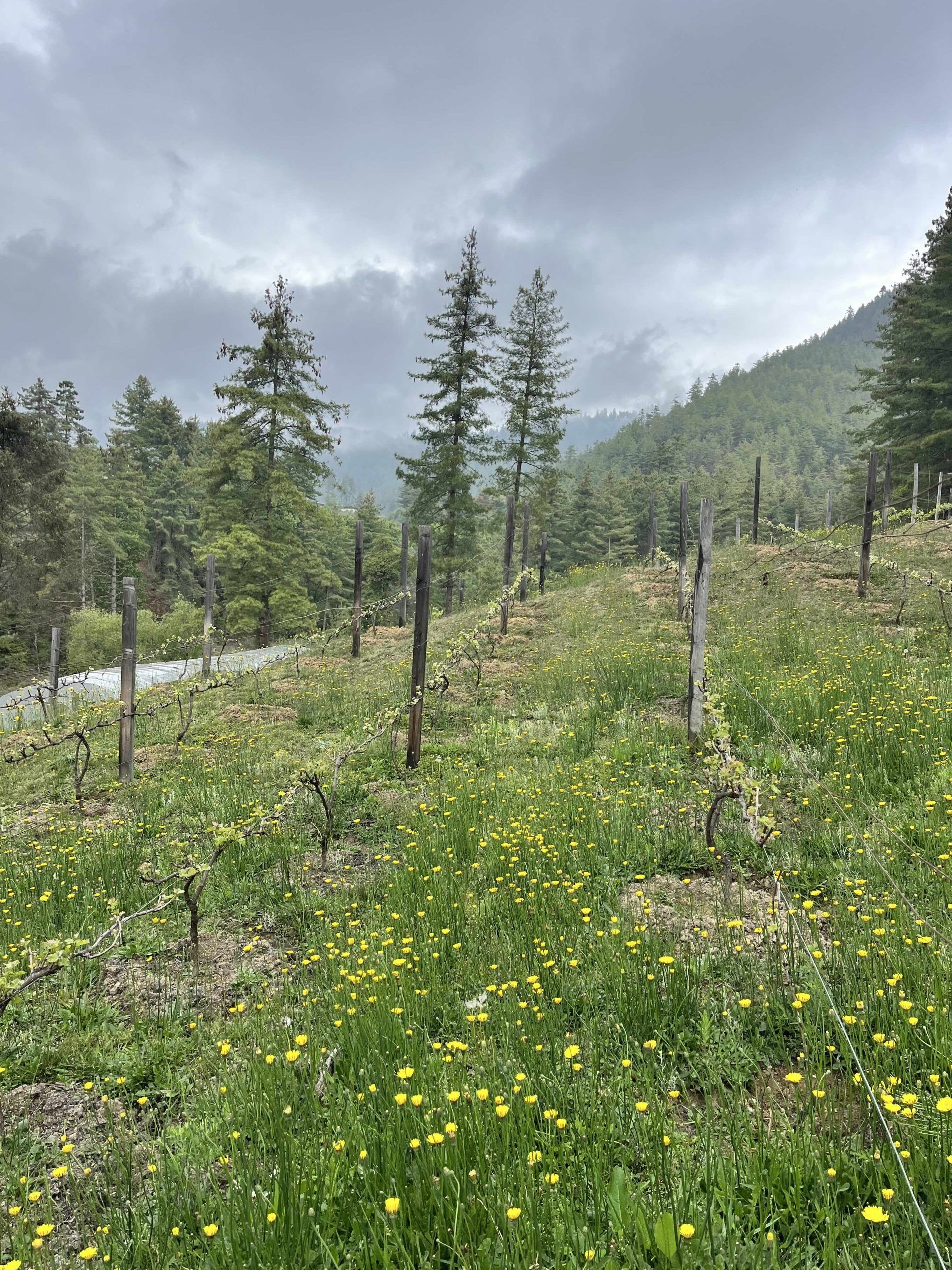 Sky-High Sips—A Peek at Bhutan's Emerging Wine Scene