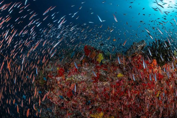 Wellness and Wildlife Create an Incredible Haven at The Westin Maldives ...