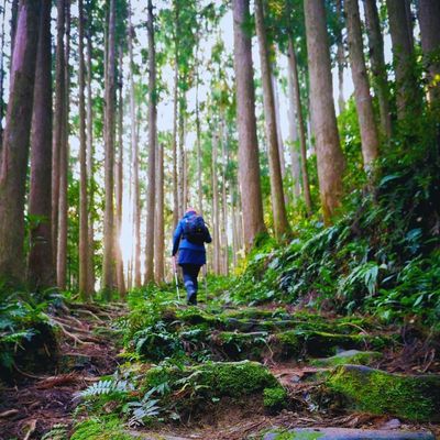 Discovering Japan’s Forests: From Bamboo Groves To The Magical Woods
