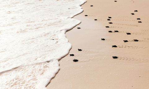 Can We Help Sea Turtles Swim Out of Extinction? Yes, If We Try Harder