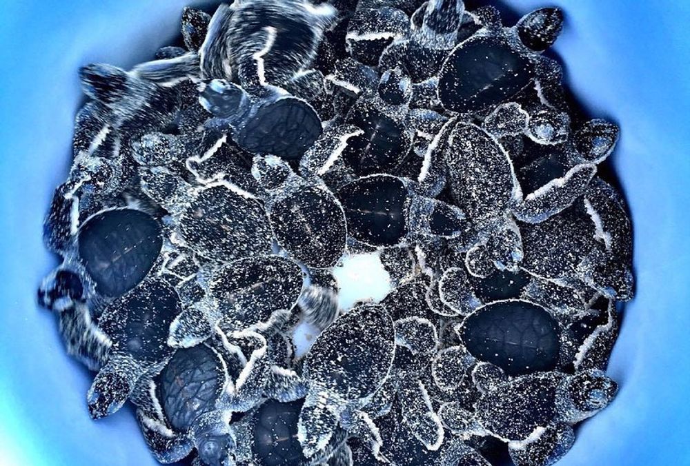 Can We Help Sea Turtles Swim Out of Extinction? Yes, If We Try Harder