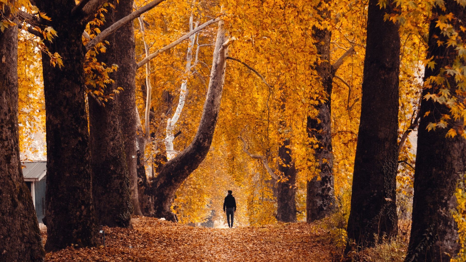 Popular Autumn Road Trips For Stunning Scenery Around India