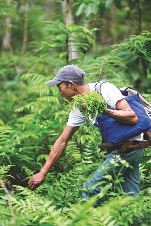 Foraging Bali: How One Woman Is Reviving Ancestral Food Traditions