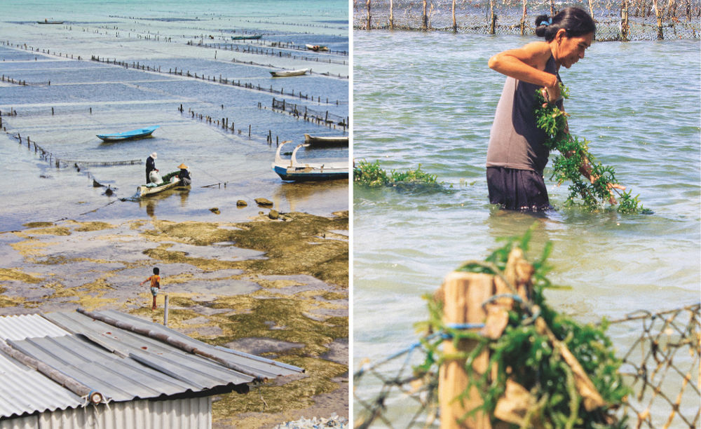 In Bali, Seaweed Harvesters Help Shape the Future of Food and Wellness