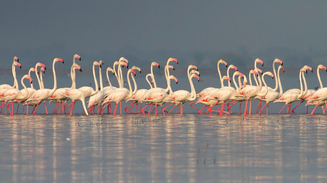 Flamingos In India: Where, Where And How To See
