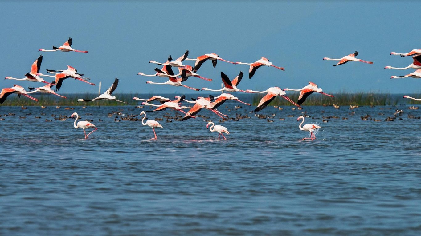 Flamingos In India: Where, Where And How To See