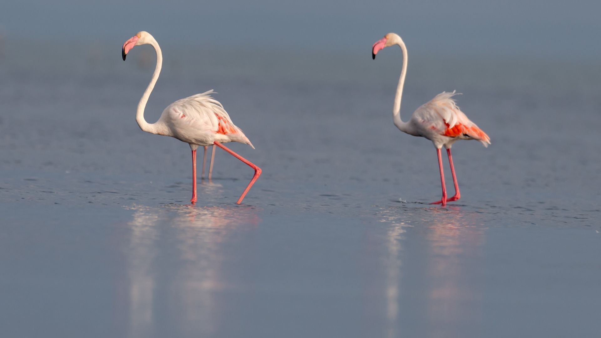 Flamingos In India: Where, Where And How To See