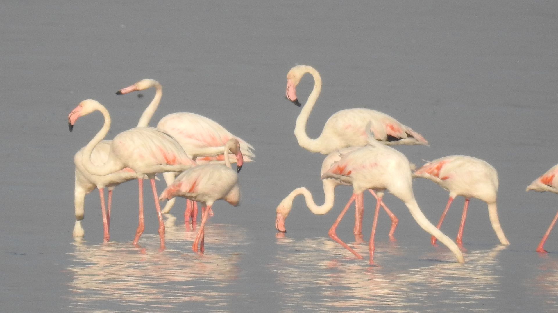 Flamingos In India: Where, Where And How To See