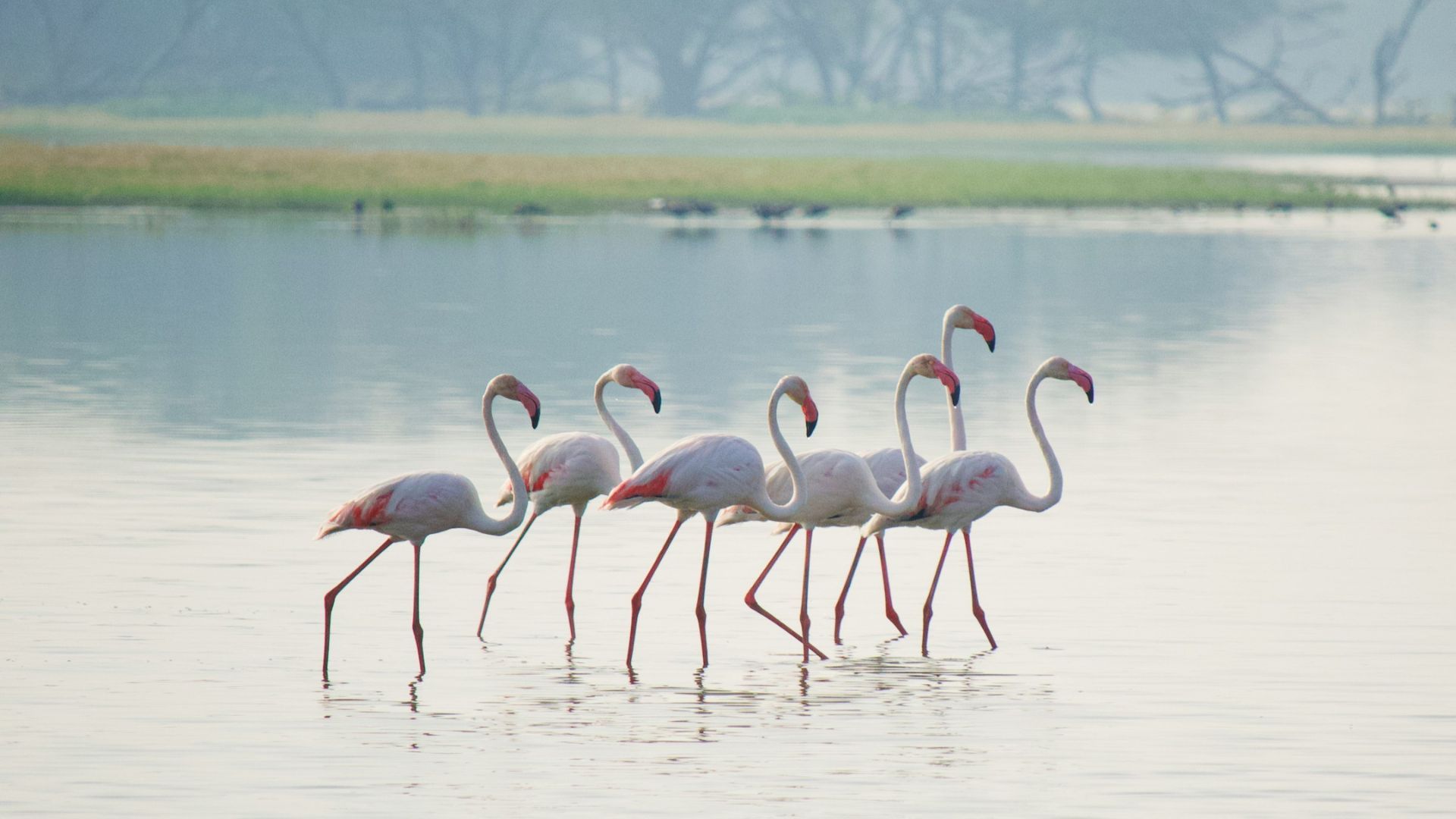 Flamingos In India: Where, Where And How To See