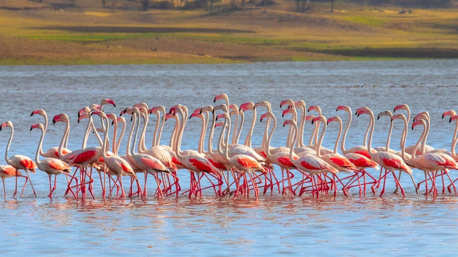 Flamingos In India: Where, Where And How To See