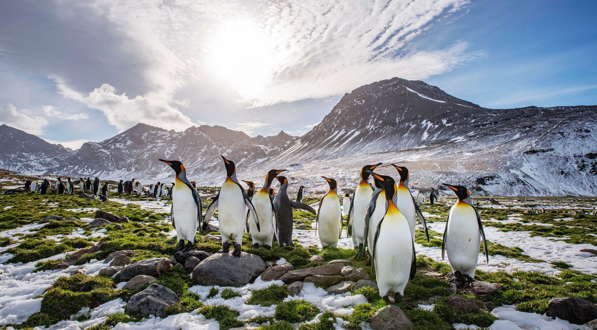 Penguin-peeping on a Polar Safari to South Georgia Island