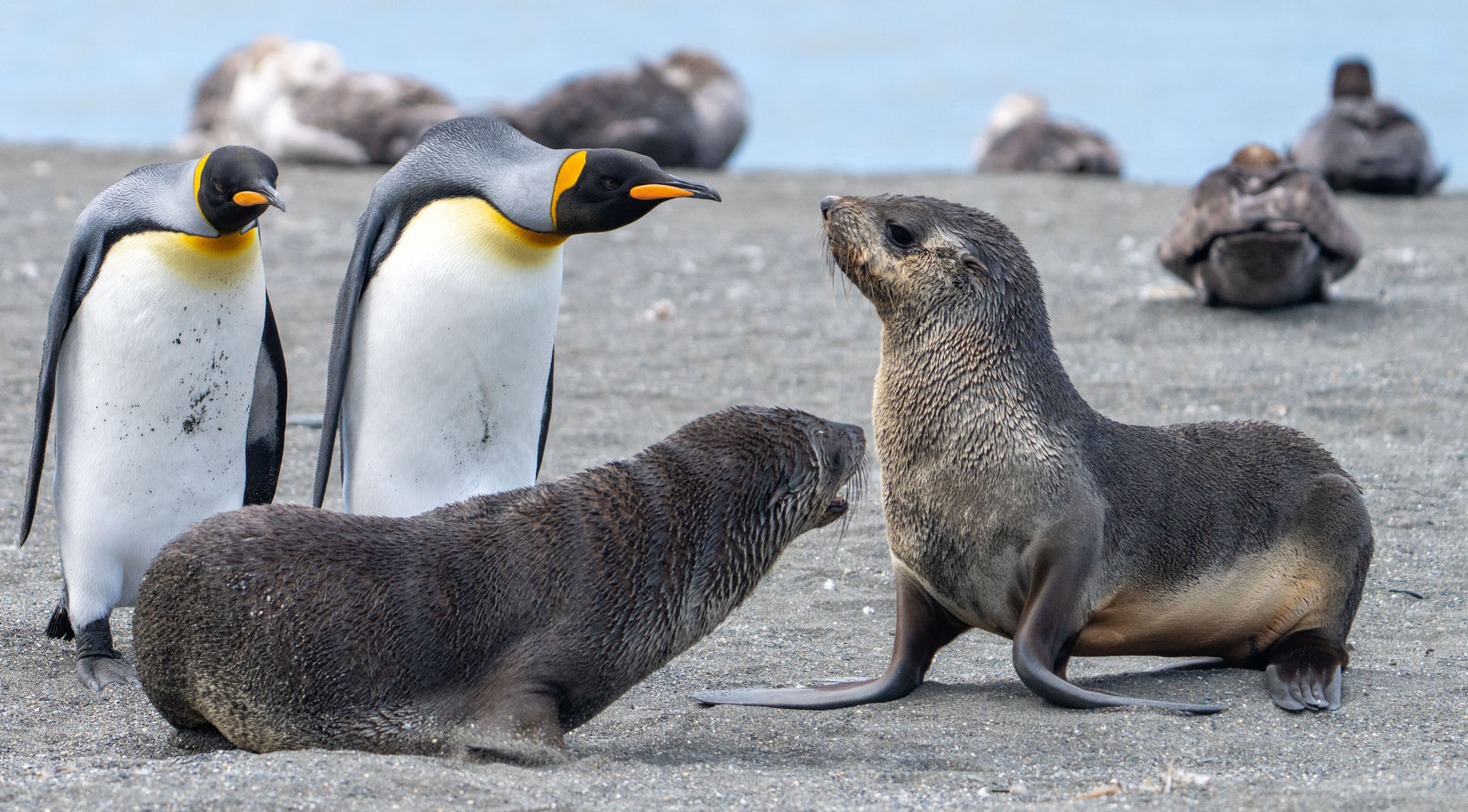 Penguin-peeping on a Polar Safari to South Georgia Island