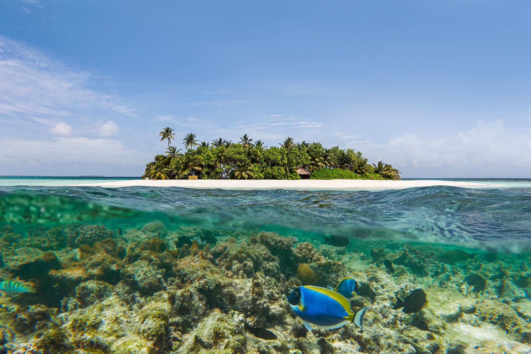 Discover All the Reasons That The Newly Transformed W Maldives Hits ...