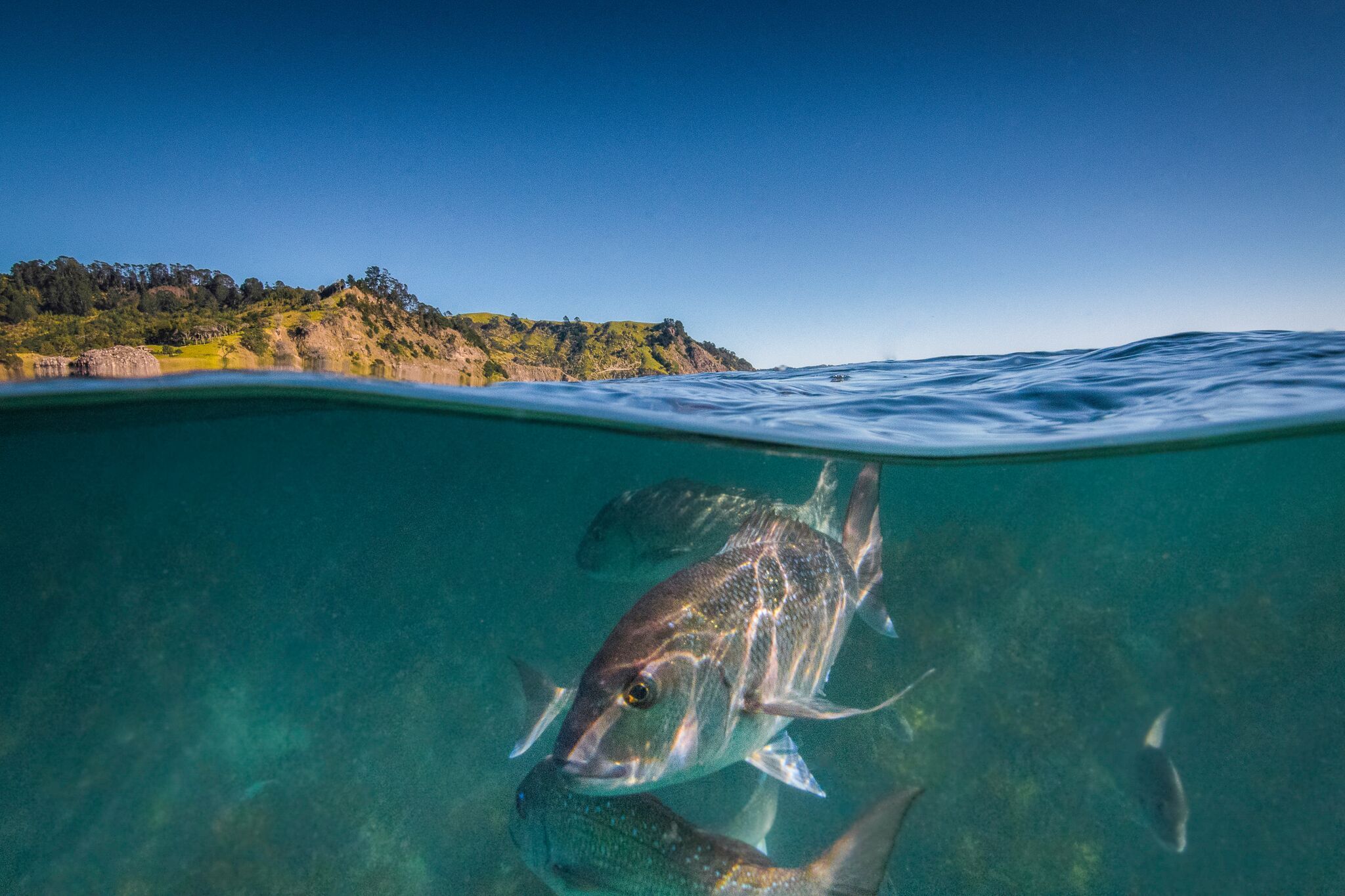 The World's First Marine Reserve Just Got a Whole Lot Bigger