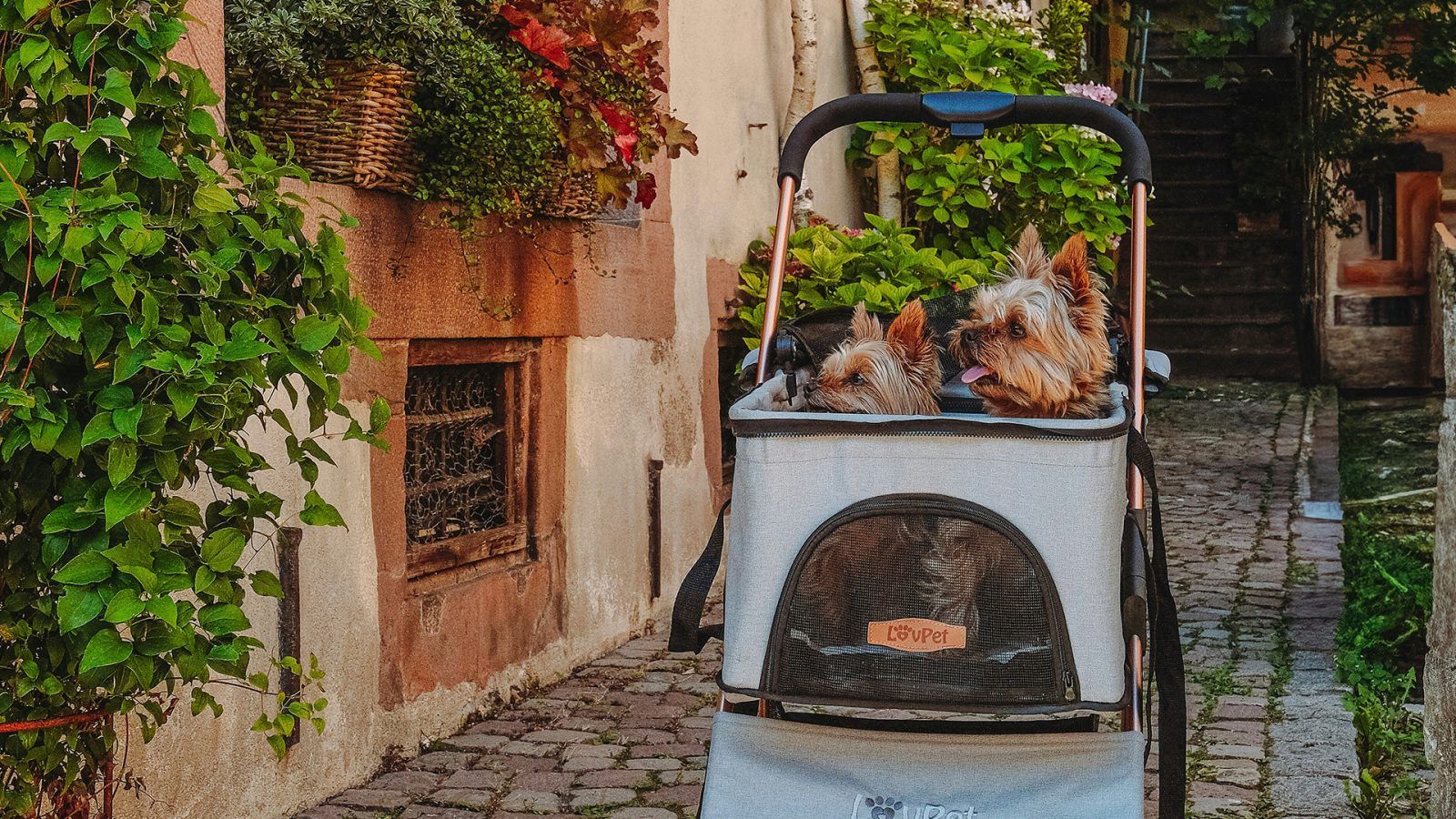 All About The One-Day Dog-Friendly Ride With MTR For Dogathon 2026