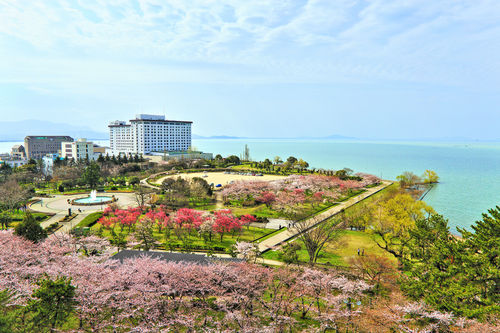 Chase the Cherry Blossom Wave at Accor's Collection of Hotels in Japan