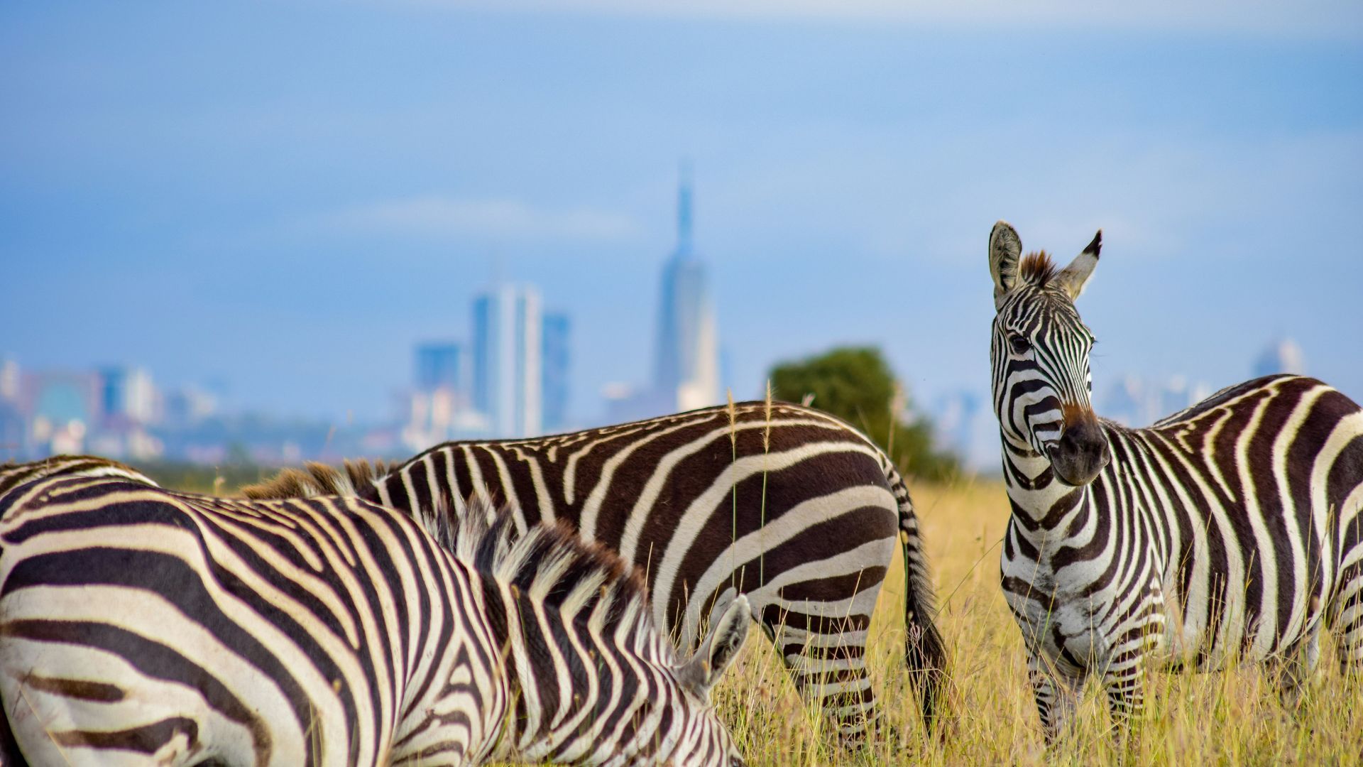 Nairobi, Kenya: A First-Timer’s Guide To The City Of Safaris And Skylines