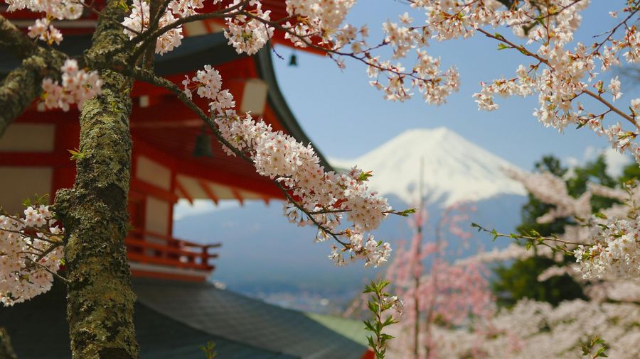 Mount Fuji Cherry Blossom Festival 2026 Called Off: Find Out Why