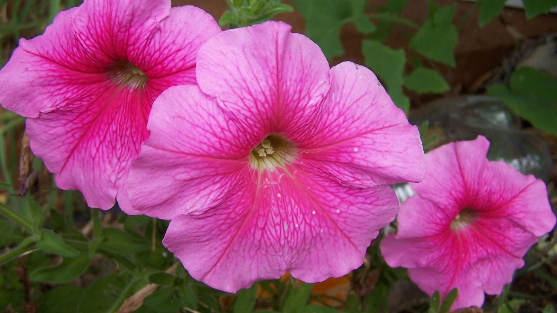 Best Places To See Cherry Blossom-Like Trumpet Flowers In Singapore