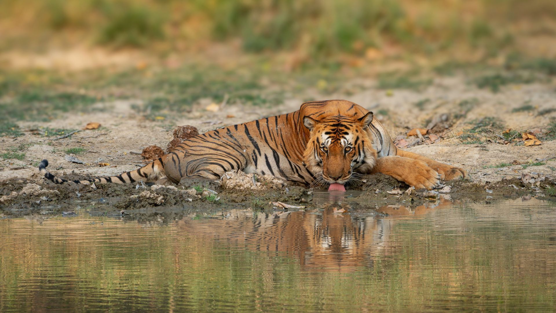 Tiger Reserves In India: Lesser-Known Territories To Find The Royal Cat