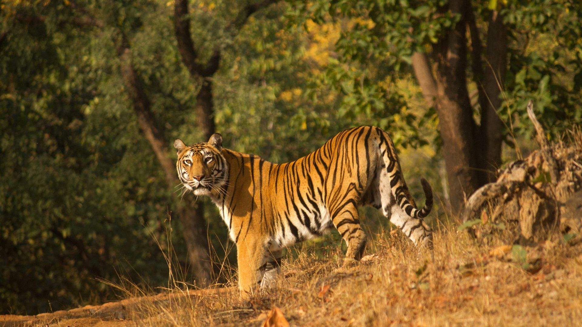 Tiger Reserves In India: Lesser-Known Territories To Find The Royal Cat