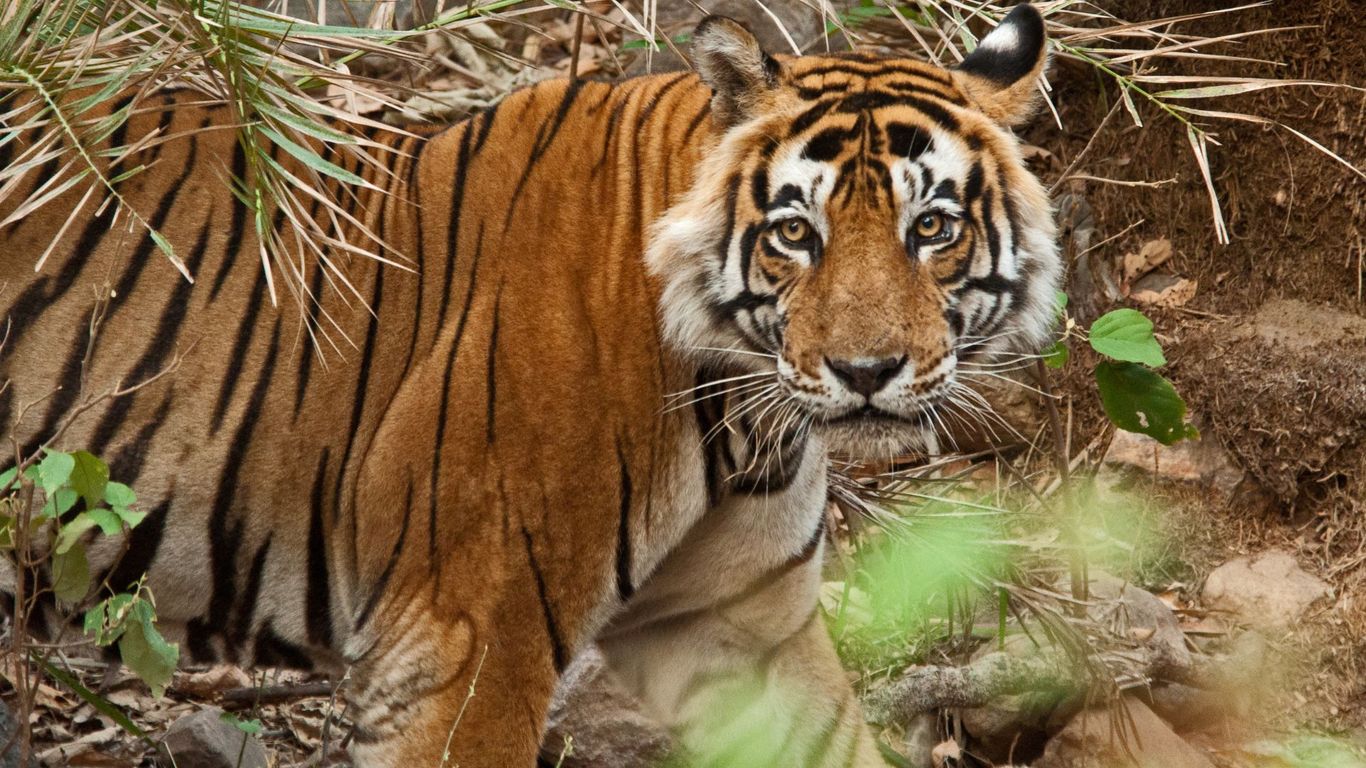 Tiger Reserves In India: Lesser-Known Territories To Find The Royal Cat