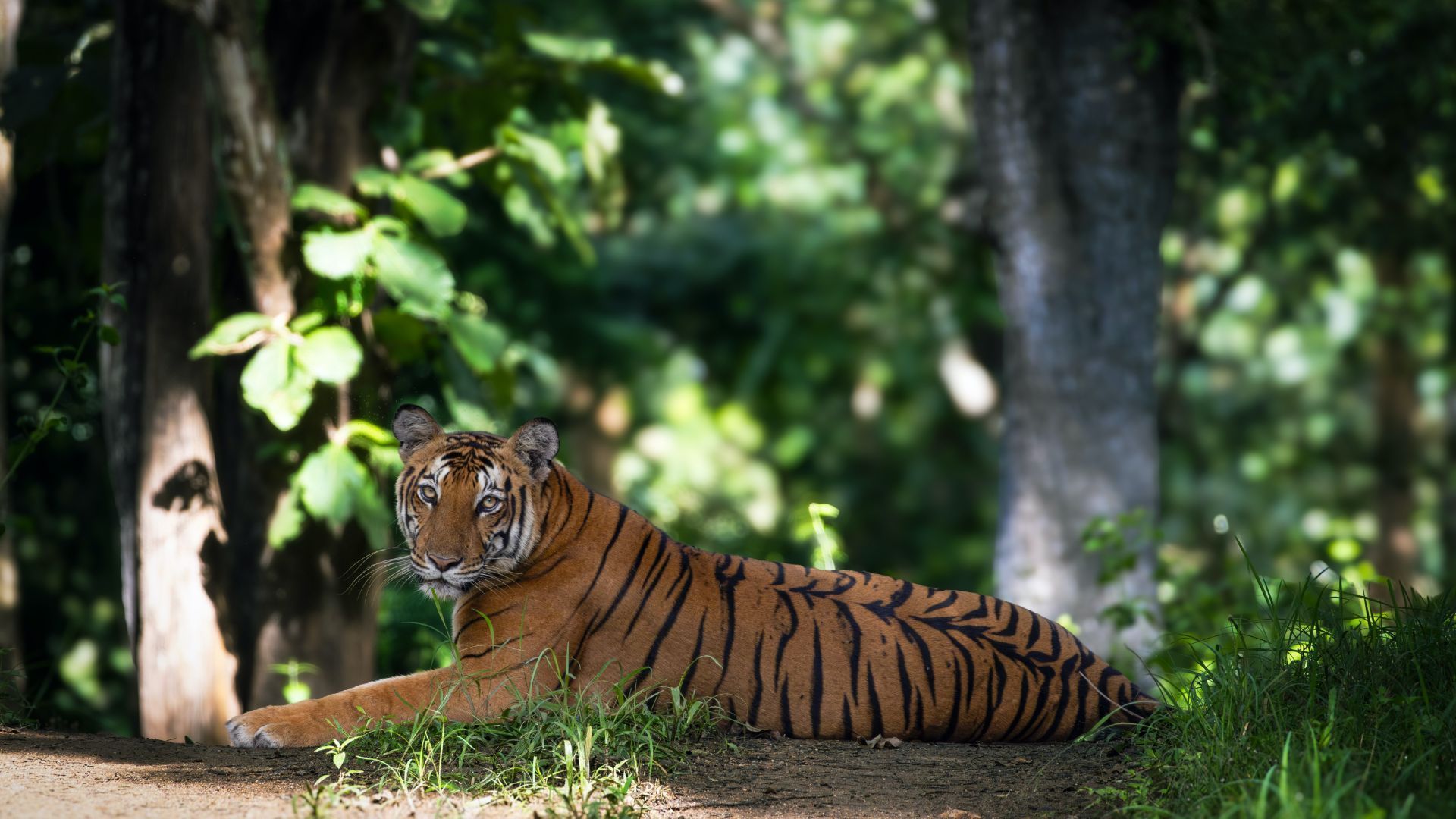 Tiger Reserves In India: Lesser-Known Territories To Find The Royal Cat