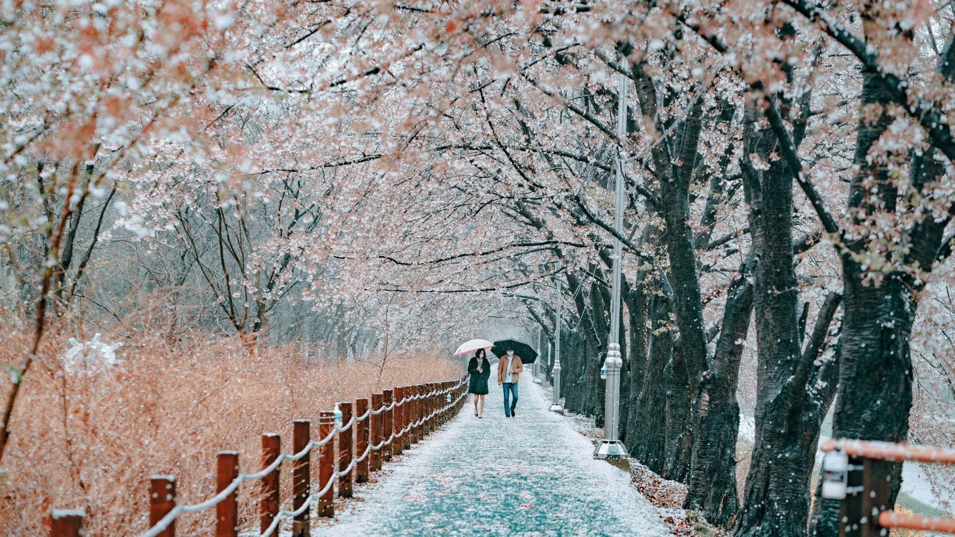 Cherry Blossom In South Korea: Most Instagrammable Bloom Locations