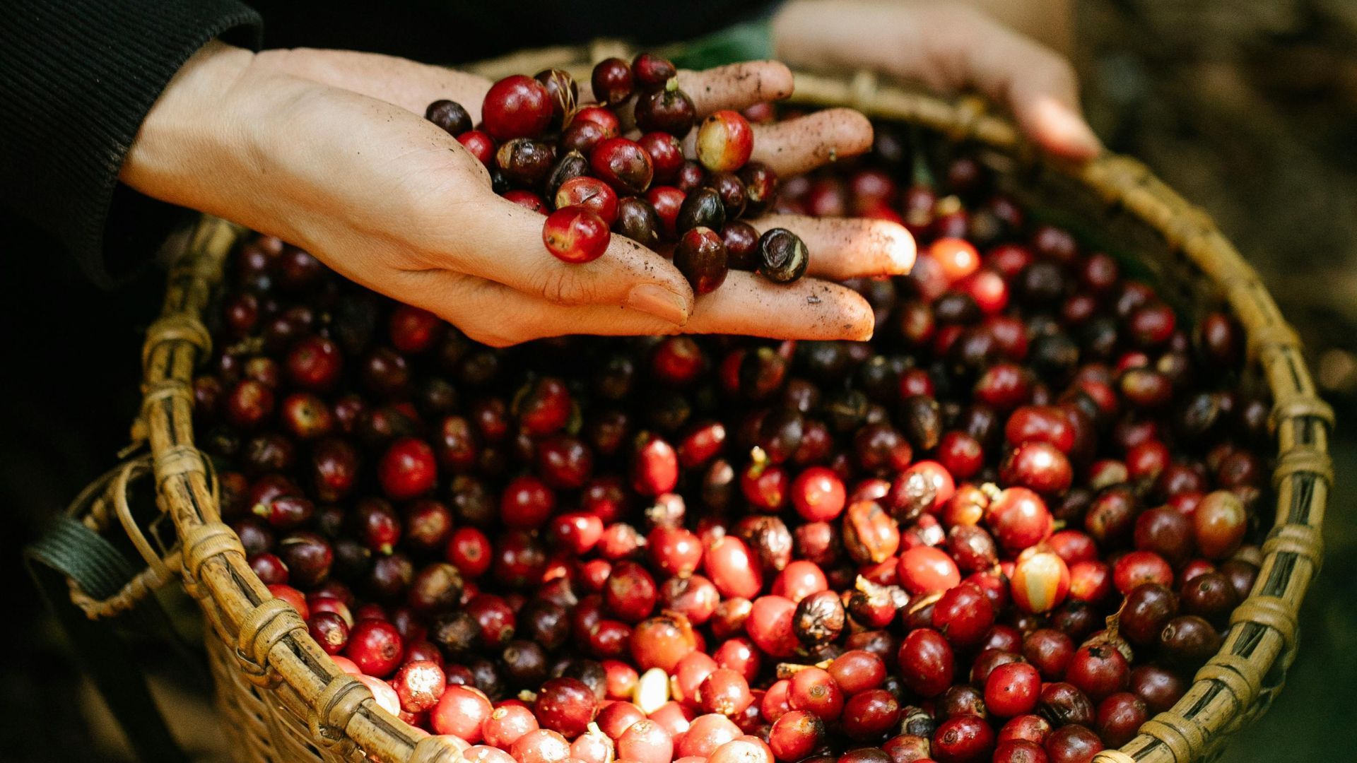 Coorg Coffee Resorts You Must Book For A Perfect Brew Getaway