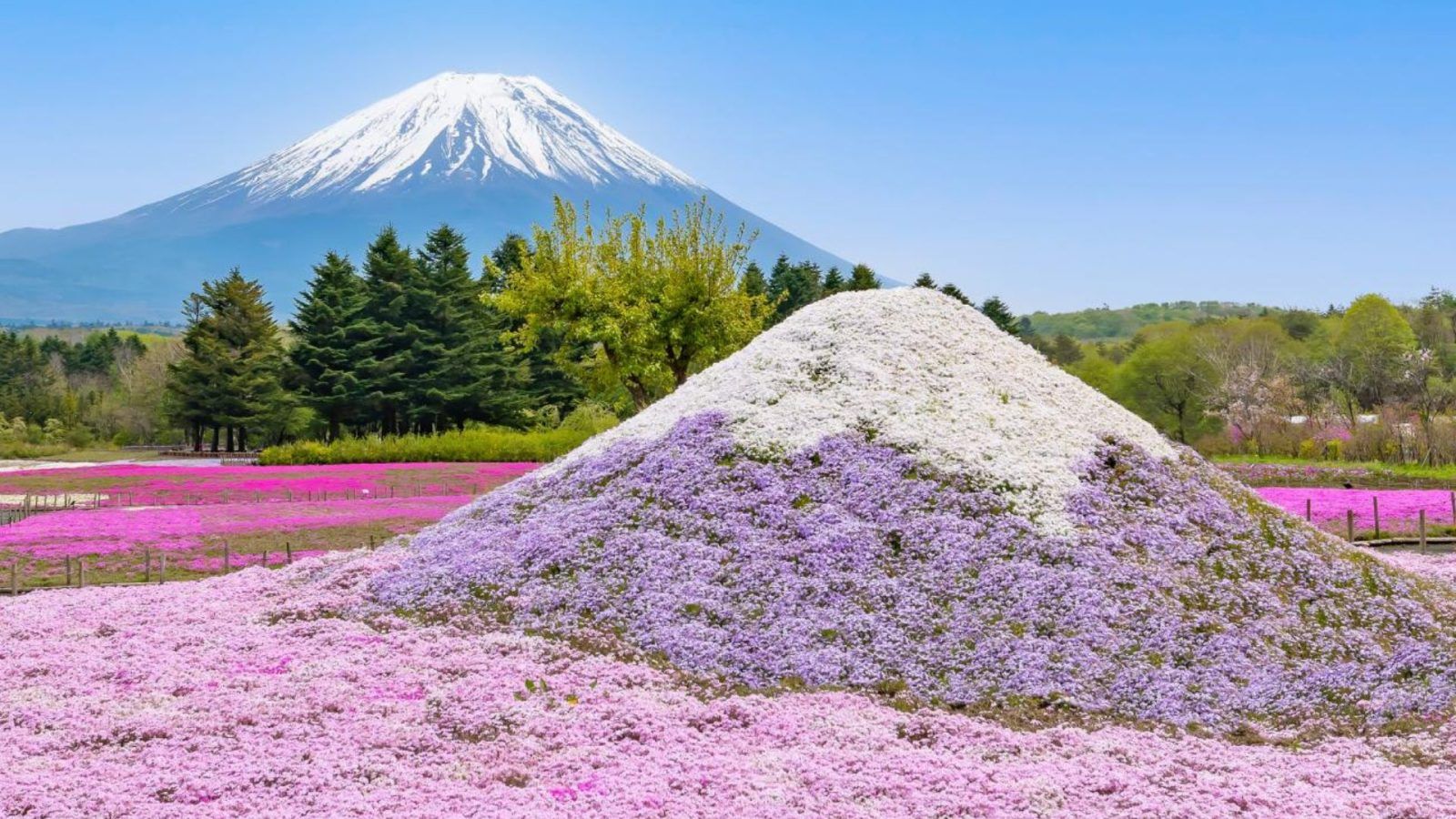 Sakura Isn’t The Only Reason To Visit Japan: 7 Flower Festivals To Visit