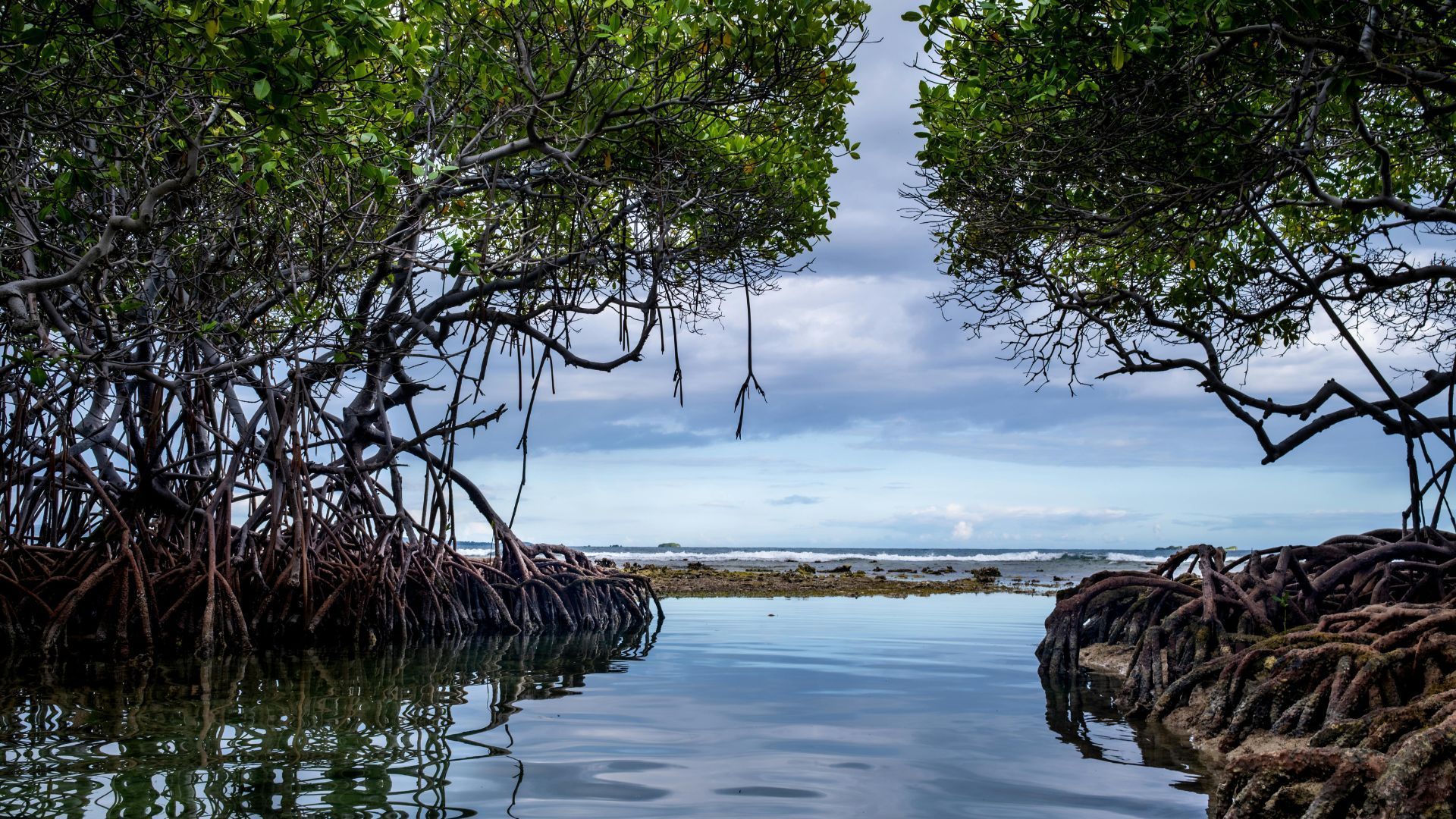 Mangrove Kayaking In India: Best Places For A Slow Coastal Escape