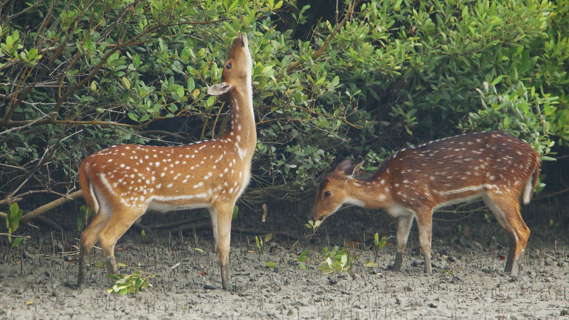 Mangrove Kayaking In India: Best Places For A Slow Coastal Escape